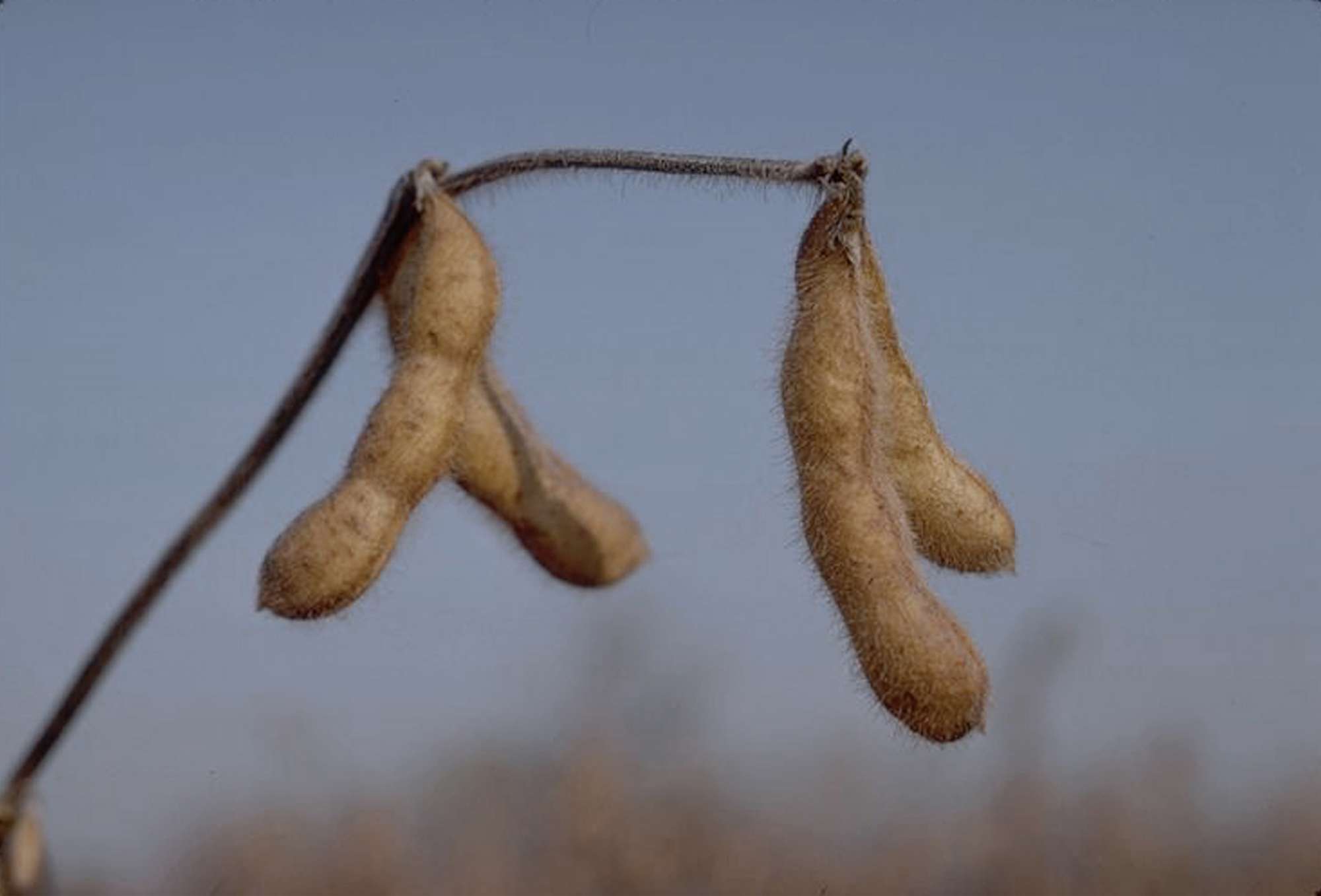 Monsanto Suspends Soybean Royalty Collections in Brazil - AgriBusiness ...