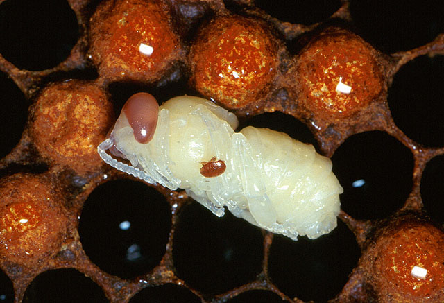 EPA Registers Miticide to Combat Varroa Mites in Bees - AgriBusiness Global