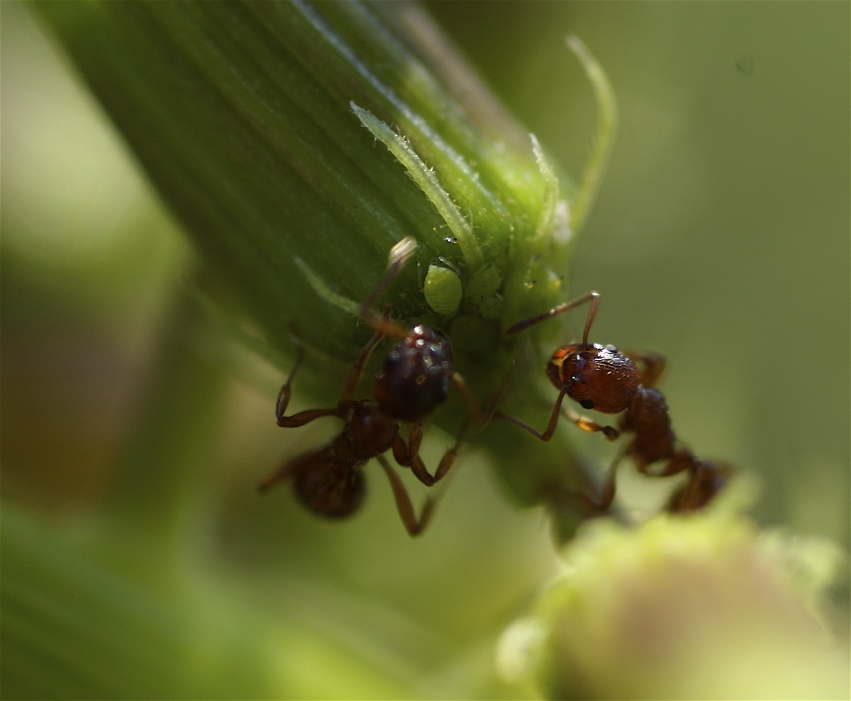 Researchers Find Fungicidal Value in Fire Ant Venom - AgriBusiness Global