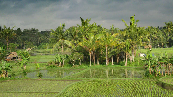 BASF Launches Seltima Fungicide in Indonesia - AgriBusiness Global