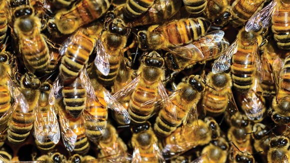 Silvec Biologics Announces New Solution for Citrus Greening Disease ...