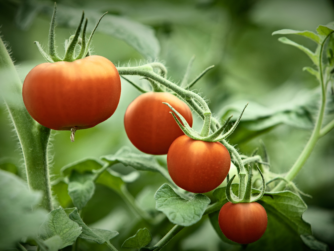Valagro Launches Biostimulant in Brazil - AgriBusiness Global